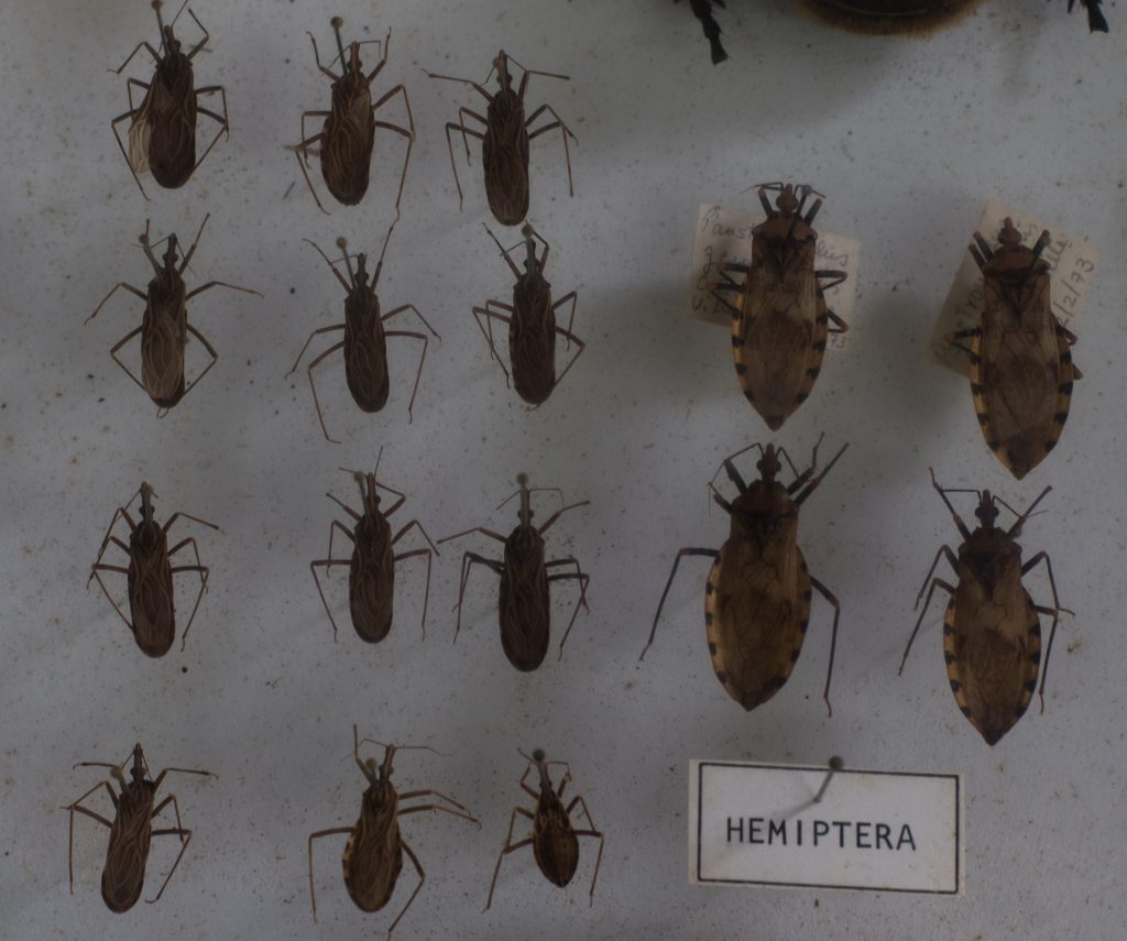 IVIC cuenta con un insectario dinámico y amplio para la investigación ...